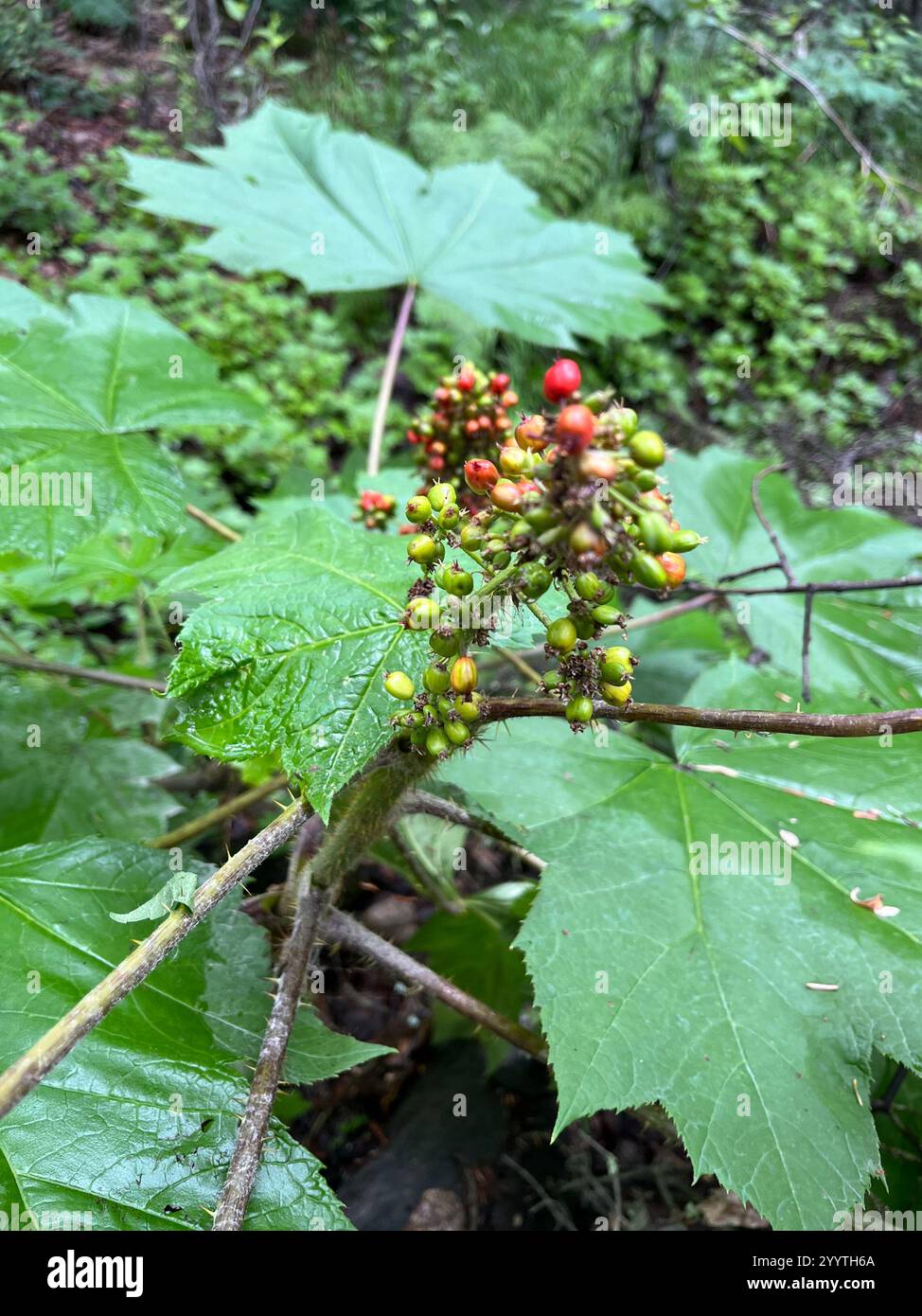 Devil's Club (Oplopanax horridus Stock Photo - Alamy