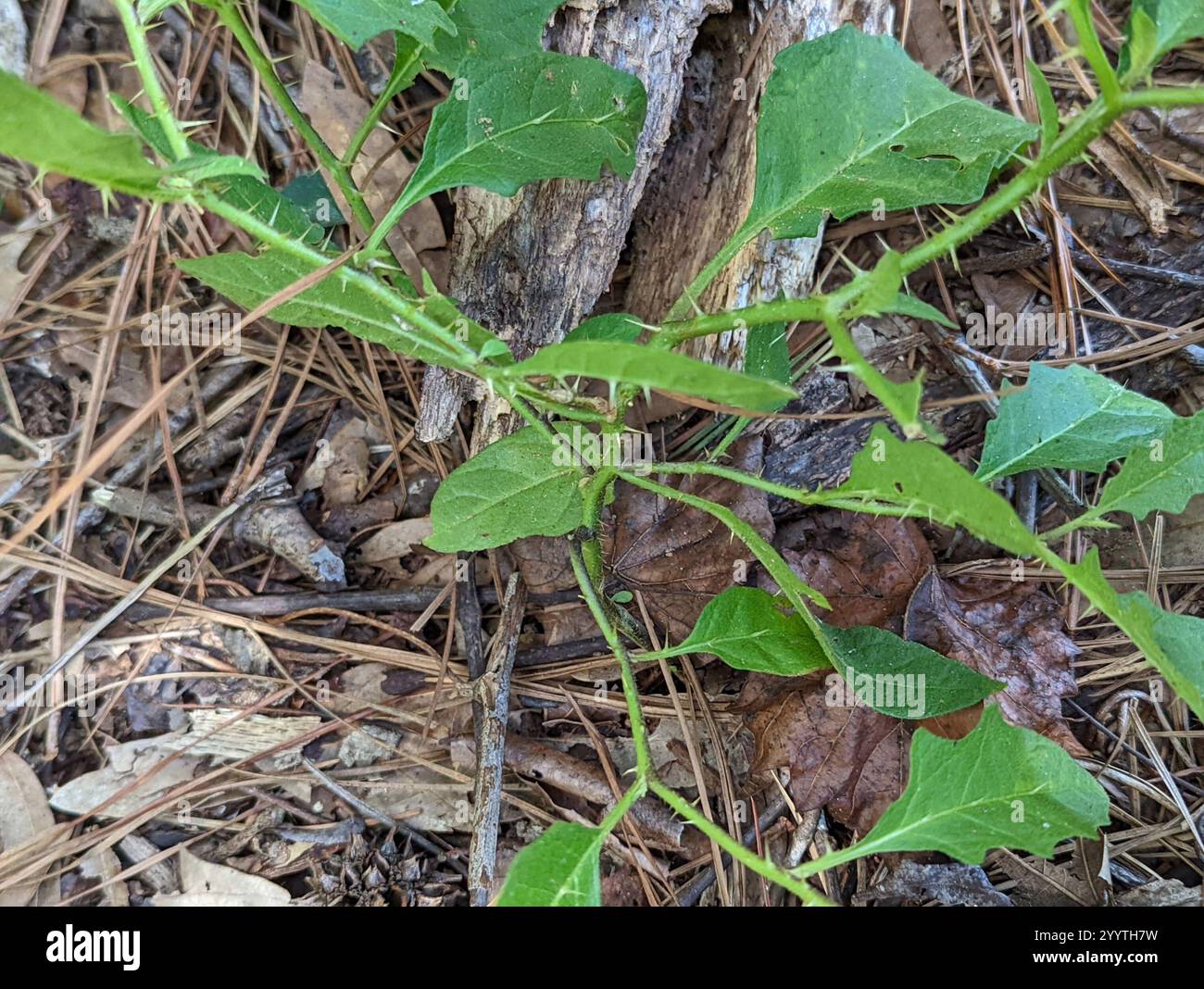 Carolina horsenettle (Solanum carolinense Stock Photo - Alamy