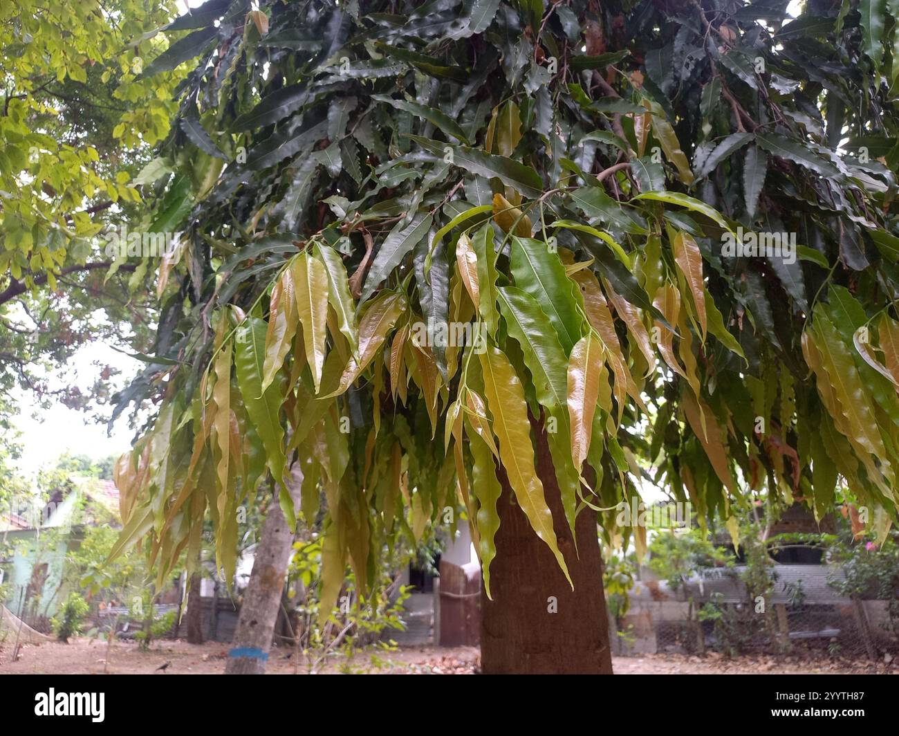 false ashoka (Monoon longifolium Stock Photo - Alamy
