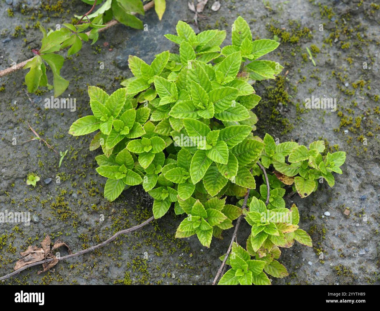 Chinese Mesona (Platostoma palustre Stock Photo - Alamy