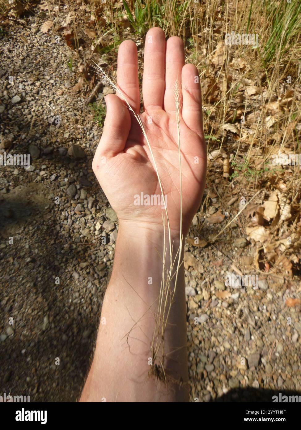 rattail sixweeks grass (Festuca myuros Stock Photo - Alamy