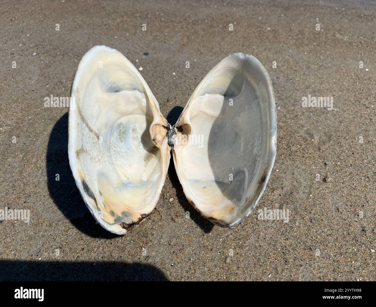 West Atlantic Surfclam (Spisula solidissima Stock Photo - Alamy