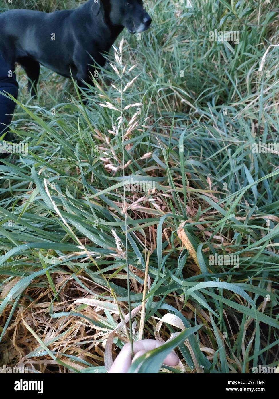 tall oat grass (Arrhenatherum elatius Stock Photo - Alamy