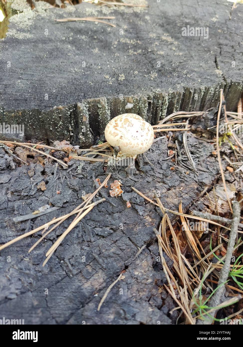 Trainwrecker (Neolentinus lepideus Stock Photo - Alamy