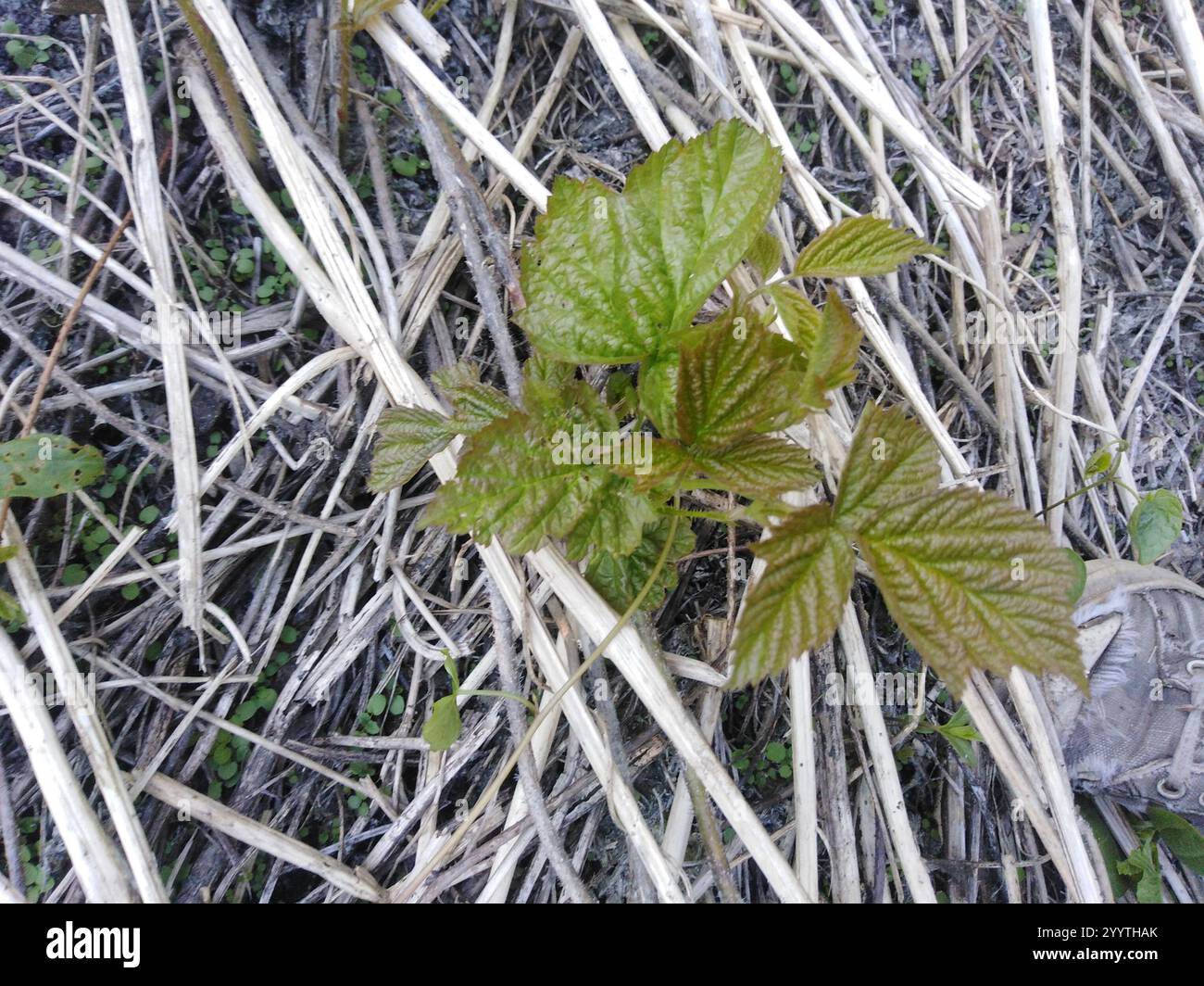 European dewberry (Rubus caesius Stock Photo - Alamy