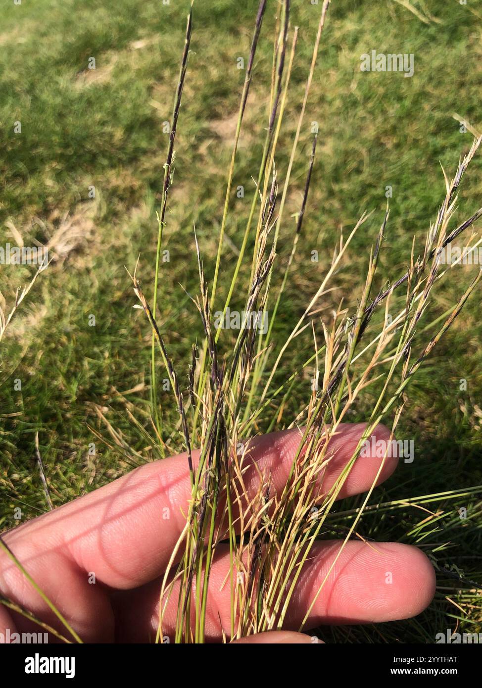 Nardus stricta hi-res stock photography and images - Alamy