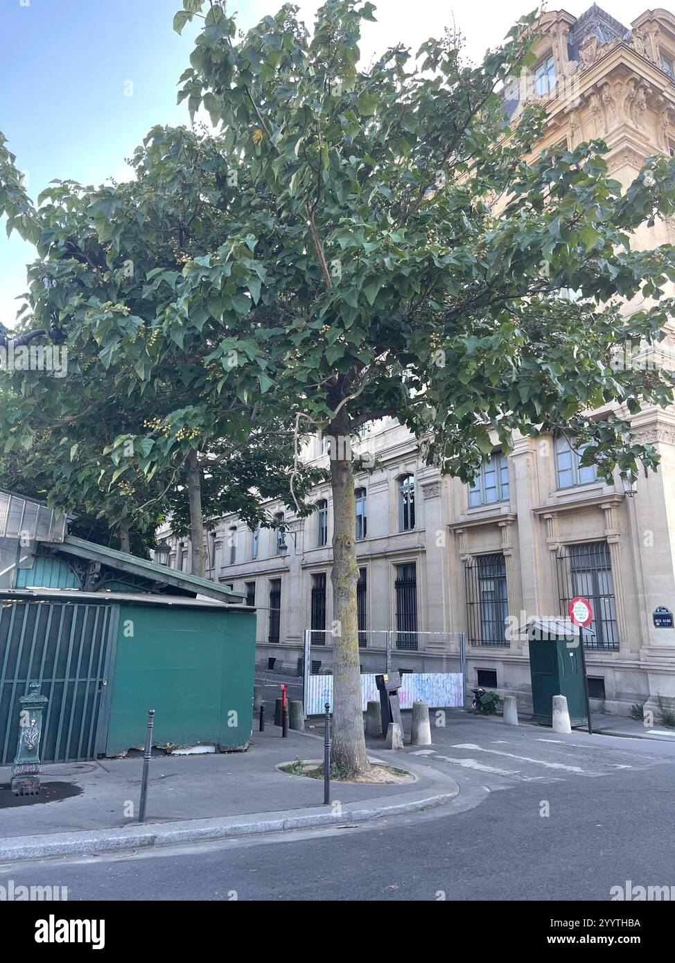 princess tree (Paulownia tomentosa Stock Photo - Alamy