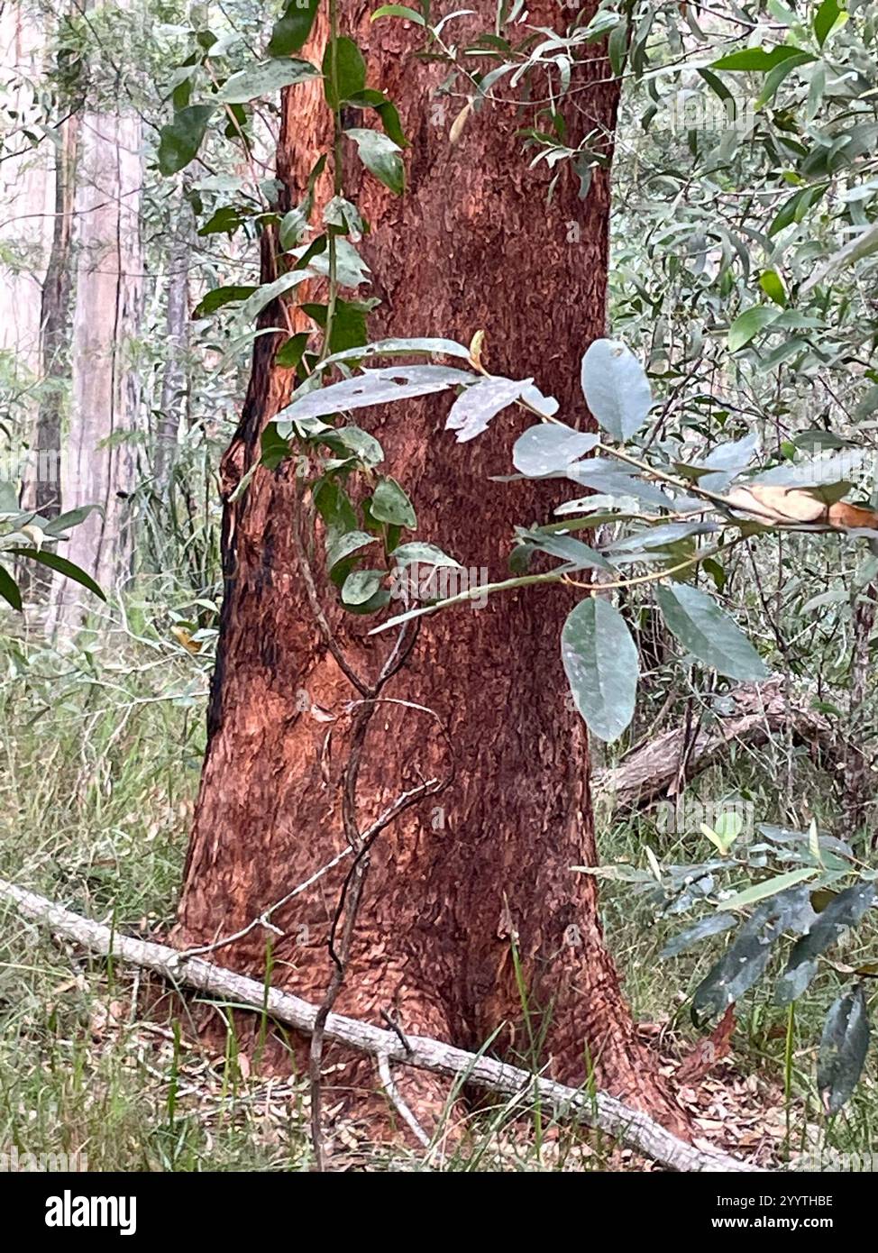 Tallowwood (Eucalyptus microcorys Stock Photo - Alamy