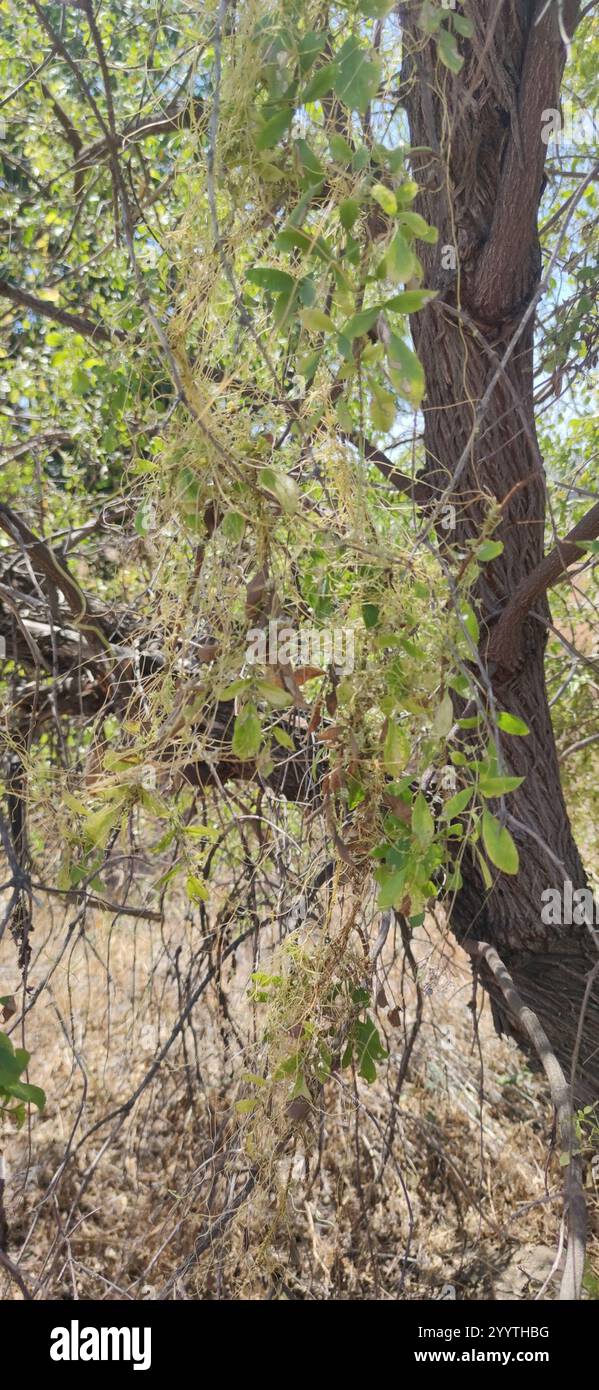 blue elder (Sambucus cerulea Stock Photo - Alamy