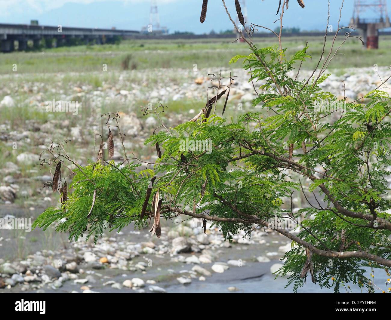 White leadtree (Leucaena leucocephala Stock Photo - Alamy