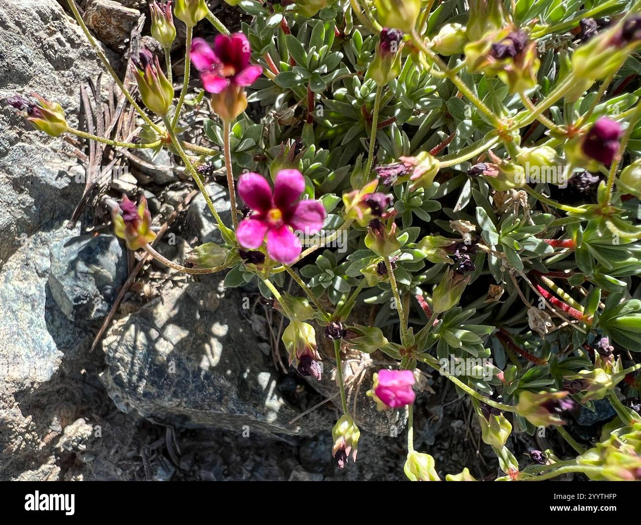 snow dwarf primrose (Androsace nivalis Stock Photo - Alamy