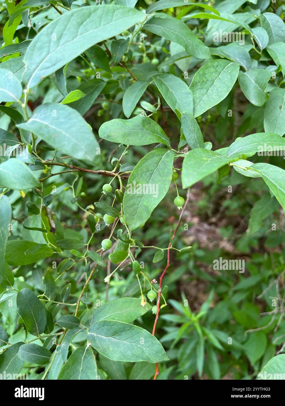 Deerberry hi-res stock photography and images - Alamy