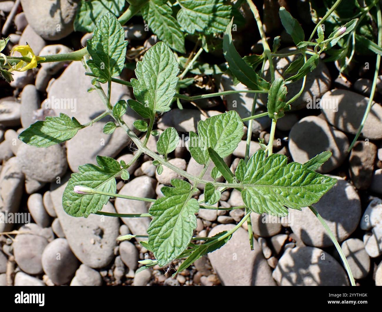 tomato (Solanum lycopersicum Stock Photo - Alamy