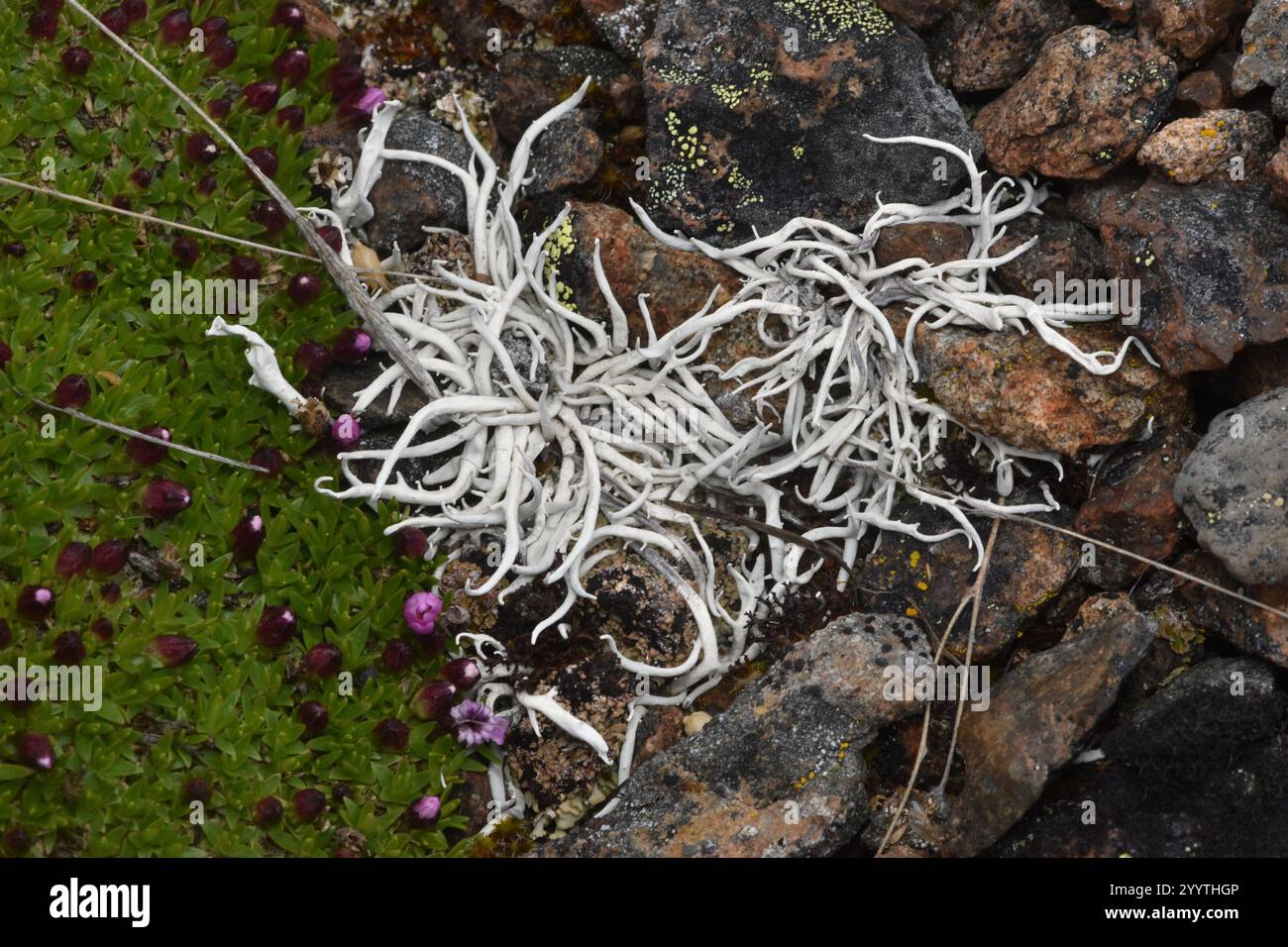 Whiteworm Lichen (Thamnolia vermicularis Stock Photo - Alamy