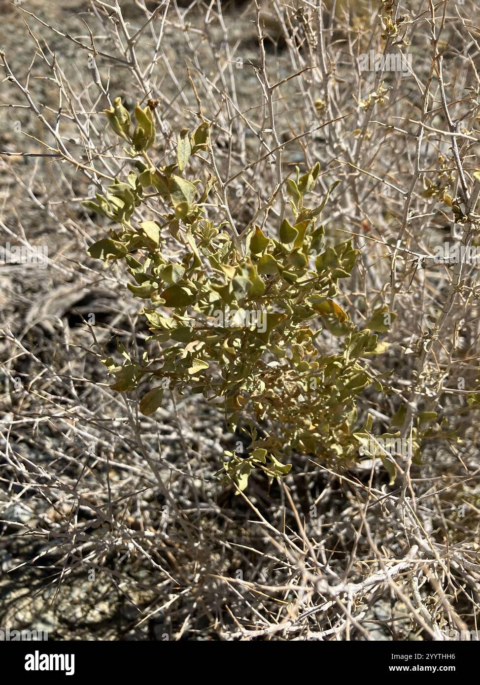Shadscale Saltbush (Atriplex confertifolia Stock Photo - Alamy