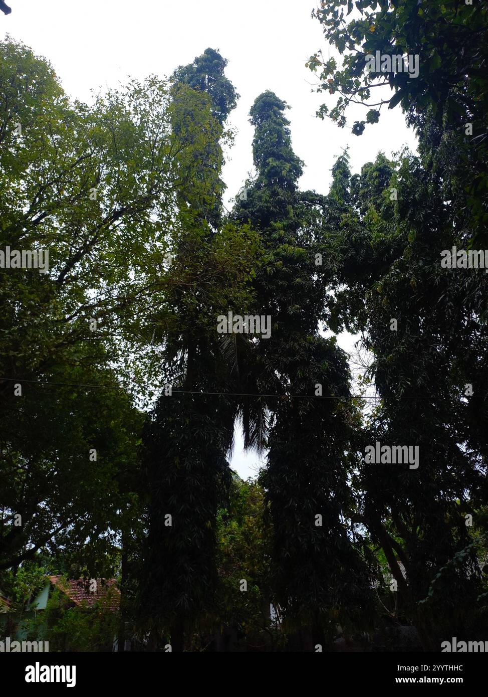 false ashoka (Monoon longifolium Stock Photo - Alamy