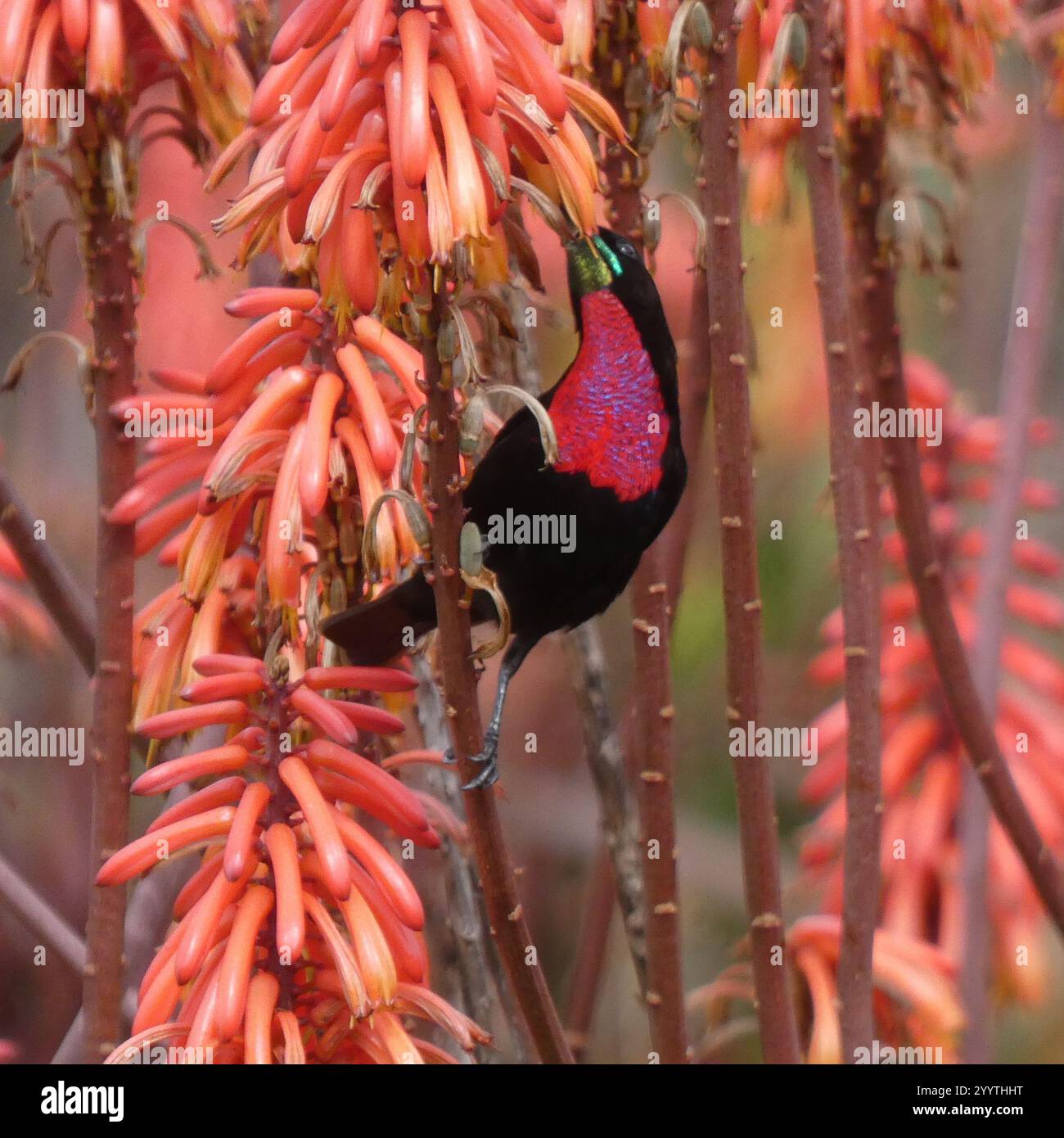 Scarlet-chested Sunbird (Chalcomitra senegalensis Stock Photo - Alamy