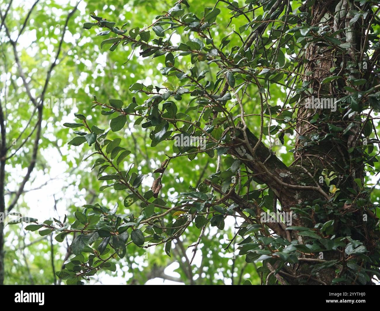 Climbing fig (Ficus pumila Stock Photo - Alamy