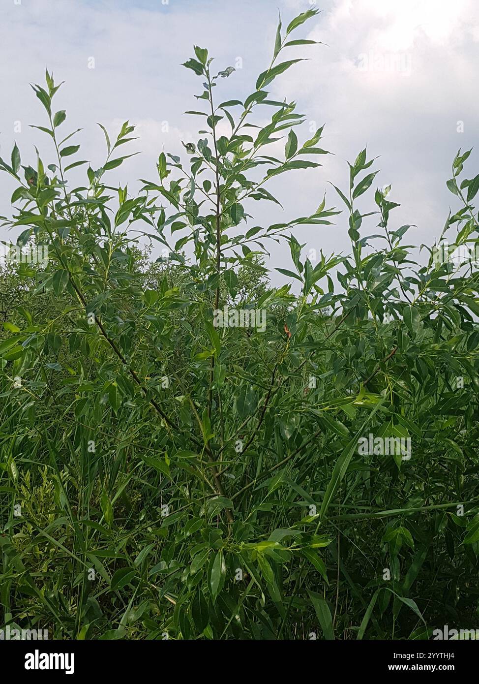 Almond Willow (Salix triandra Stock Photo - Alamy