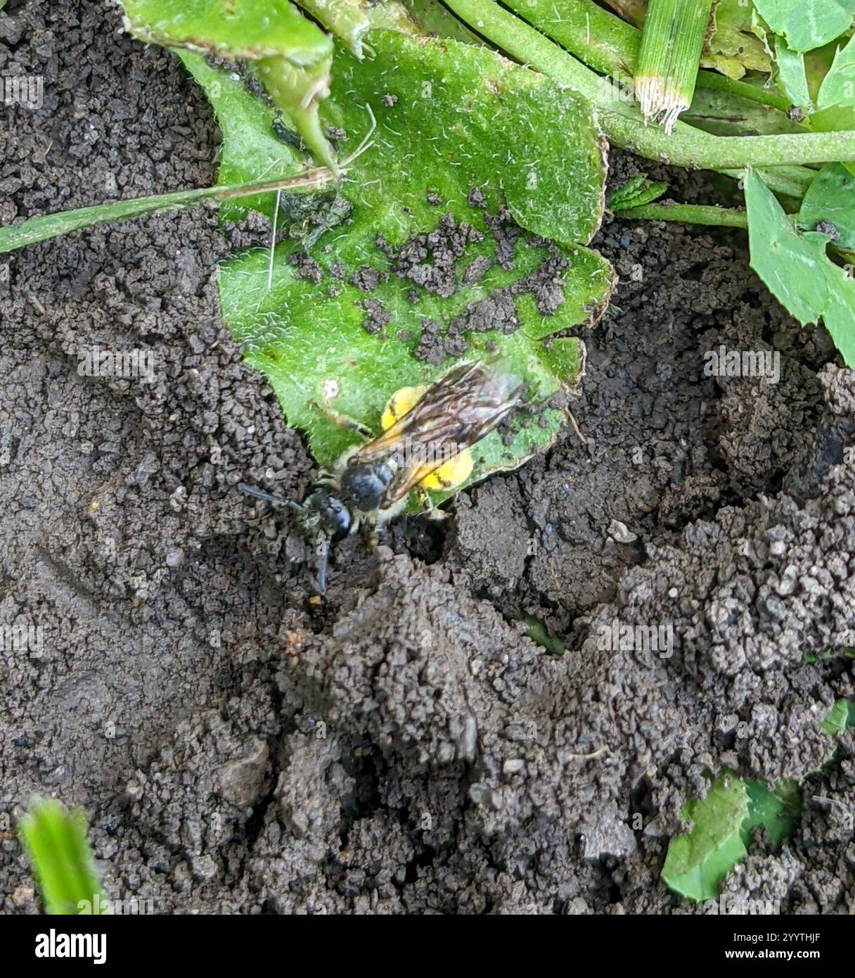 Yellow-legged Mining Bee (Andrena flavipes Stock Photo - Alamy