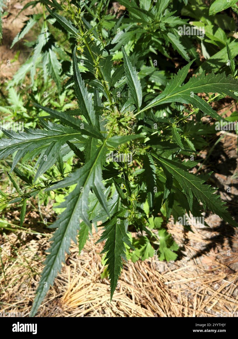 durango root (Datisca glomerata Stock Photo - Alamy