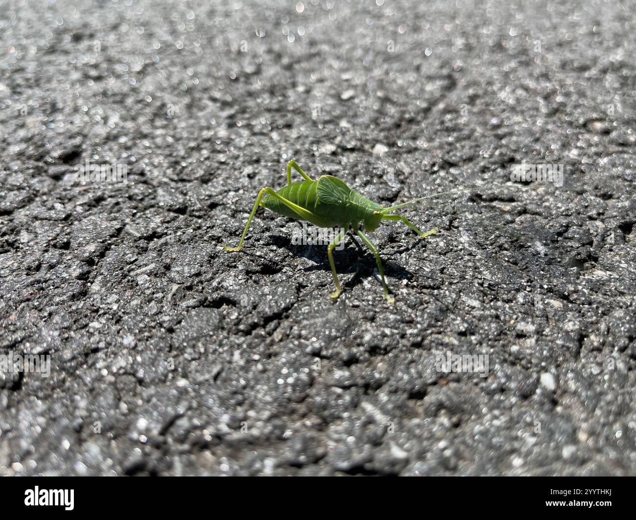 Common True Katydid (Pterophylla camellifolia Stock Photo - Alamy