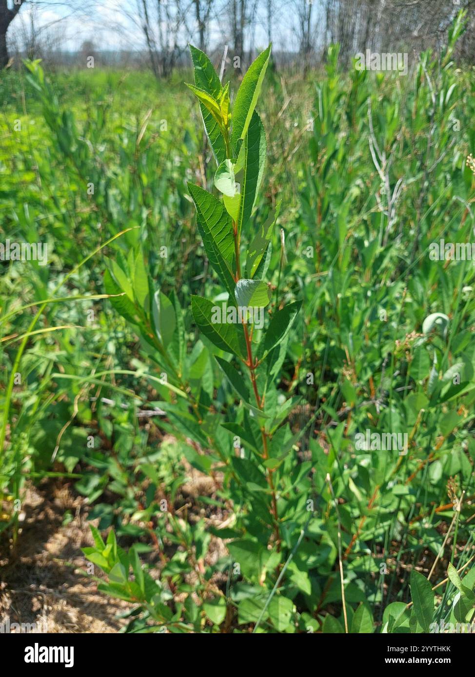 sand cherry (Prunus pumila Stock Photo - Alamy