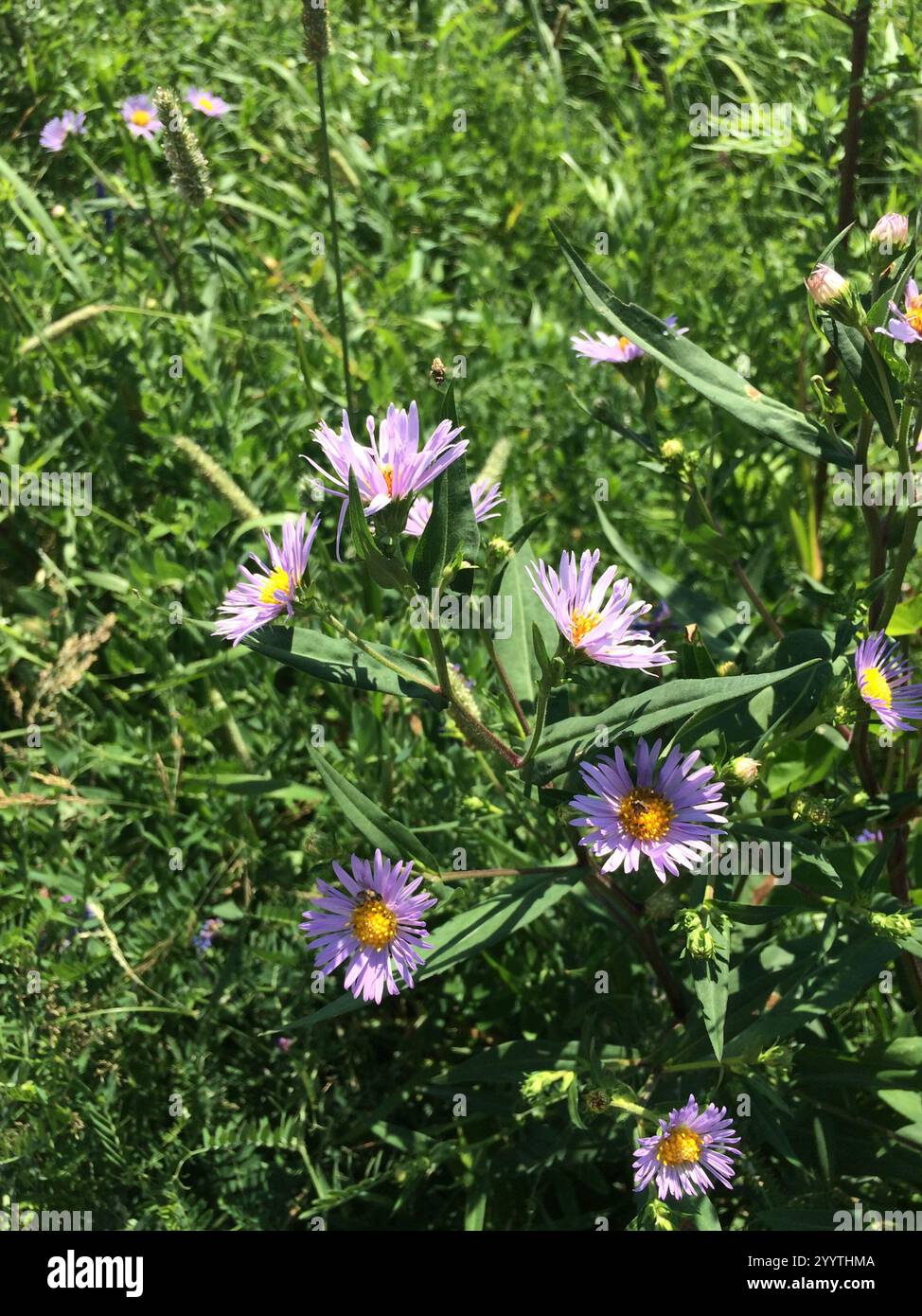New York aster (Symphyotrichum novi-belgii Stock Photo - Alamy