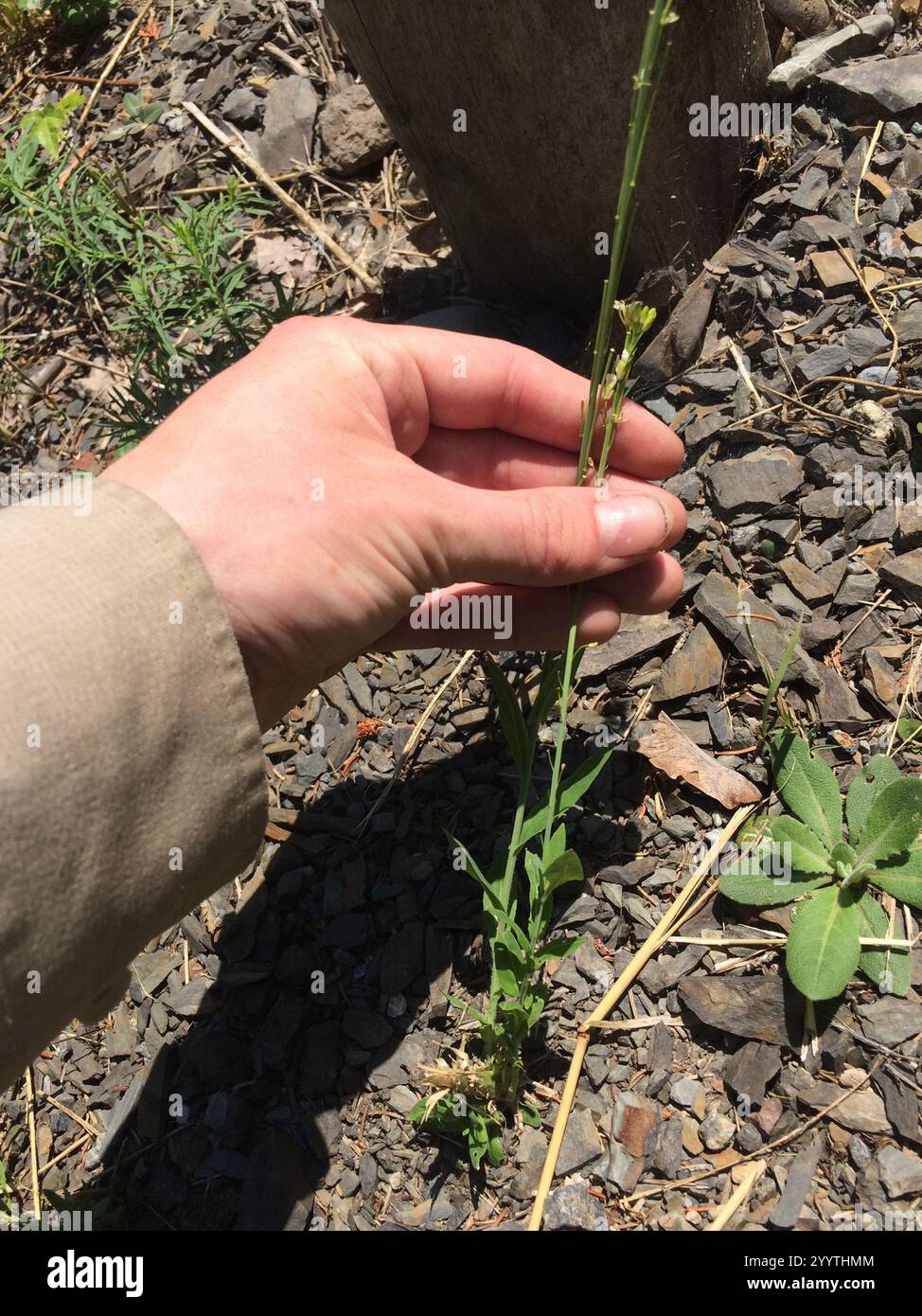 Tower Mustard (Turritis glabra Stock Photo - Alamy