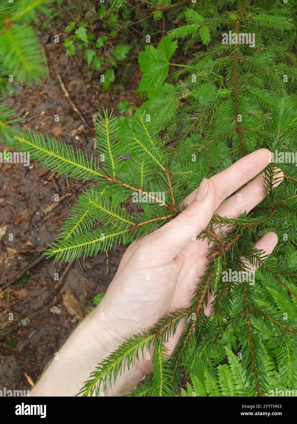red spruce (Picea rubens Stock Photo - Alamy
