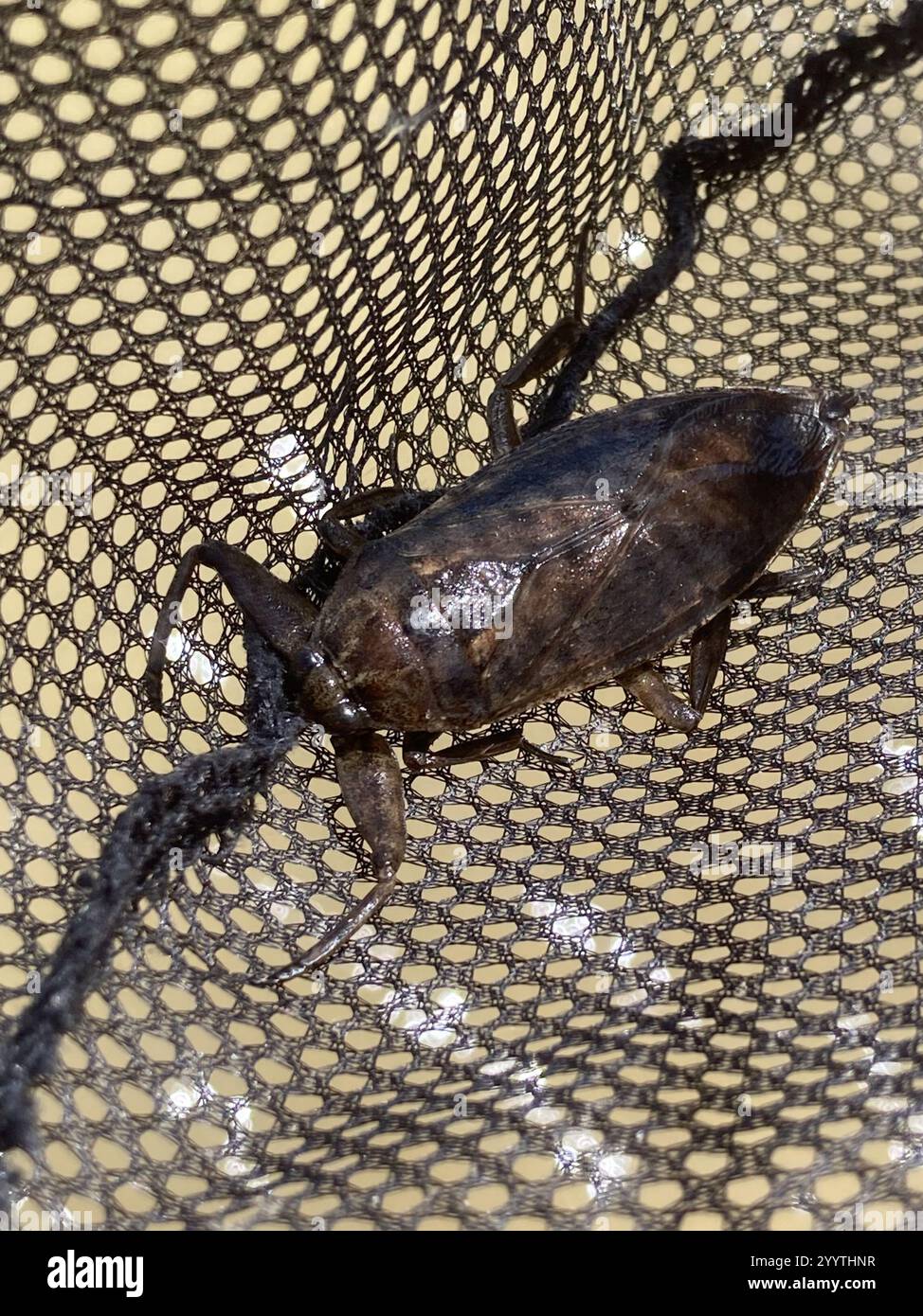 American Giant Water Bug (Lethocerus americanus Stock Photo - Alamy