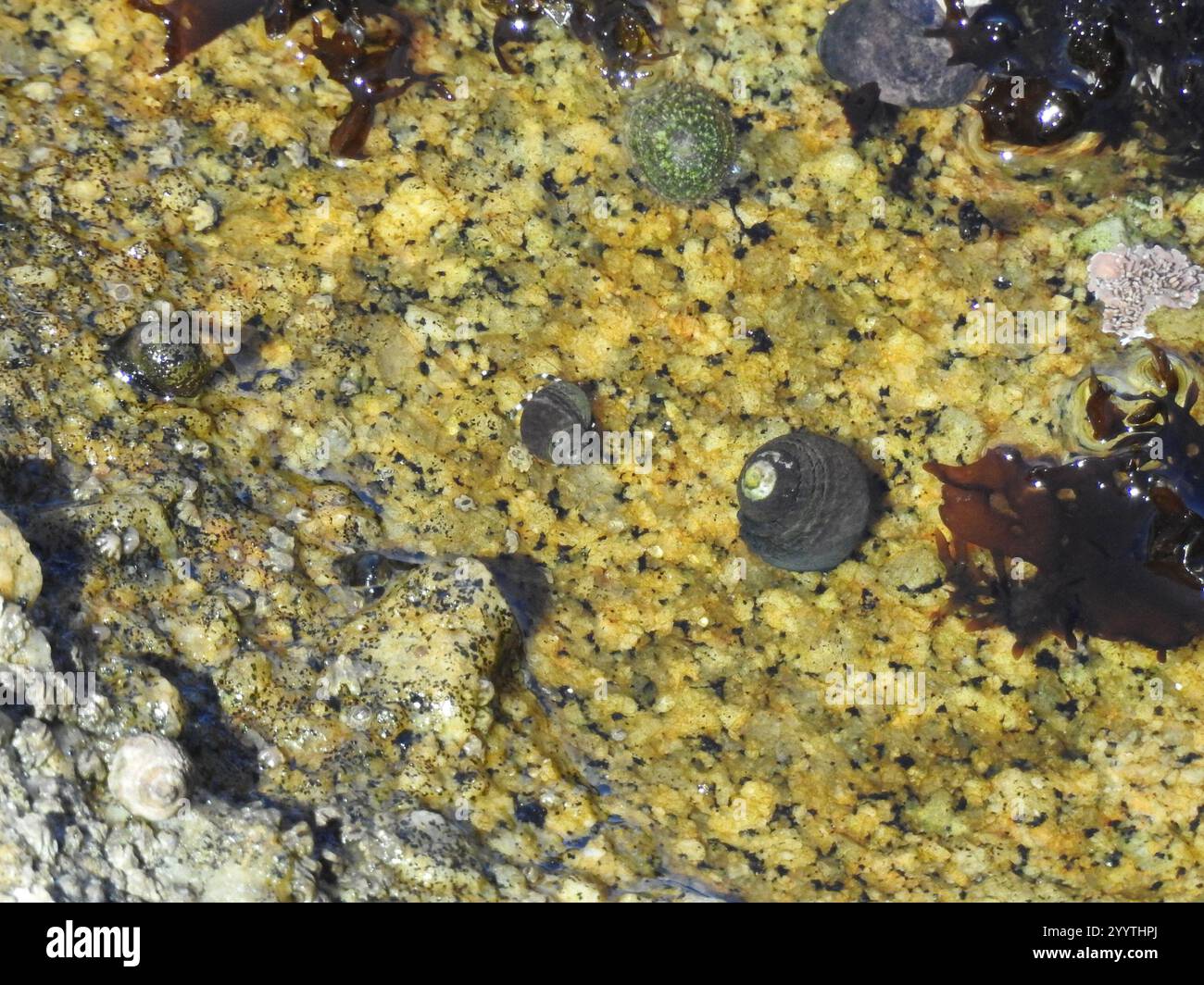 Black Tegula (Tegula funebralis Stock Photo - Alamy