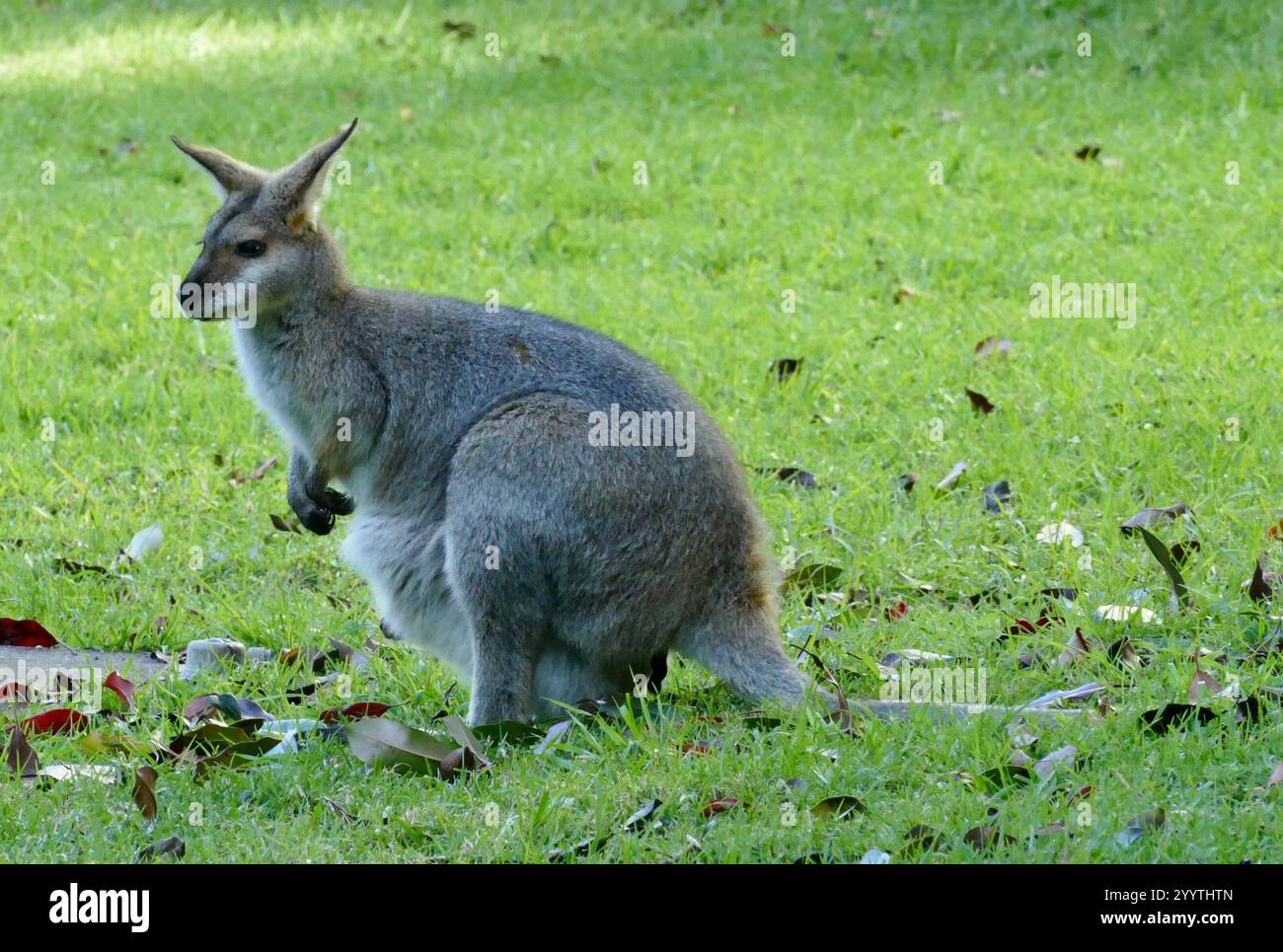 Red-necked Wallaby (Notamacropus rufogriseus Stock Photo - Alamy