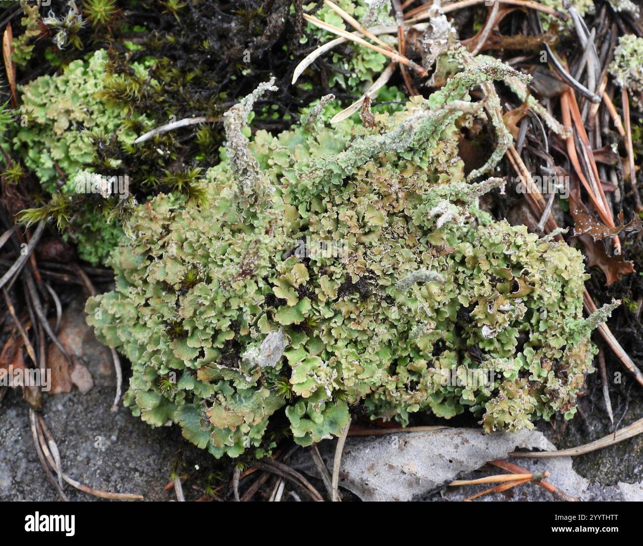Fig-leaved Pixie Lichen (Cladonia macrophylla Stock Photo - Alamy