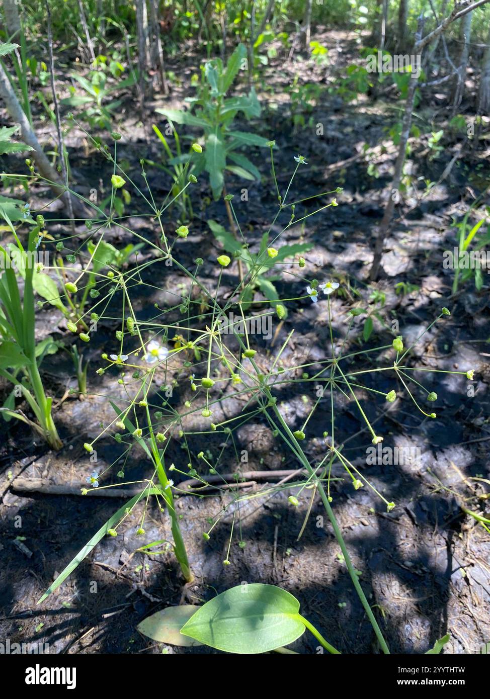 northern water-plantain (Alisma triviale Stock Photo - Alamy
