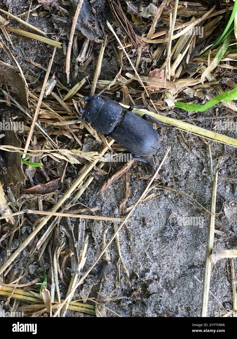 Lesser Stag Beetle (Dorcus parallelipipedus Stock Photo - Alamy