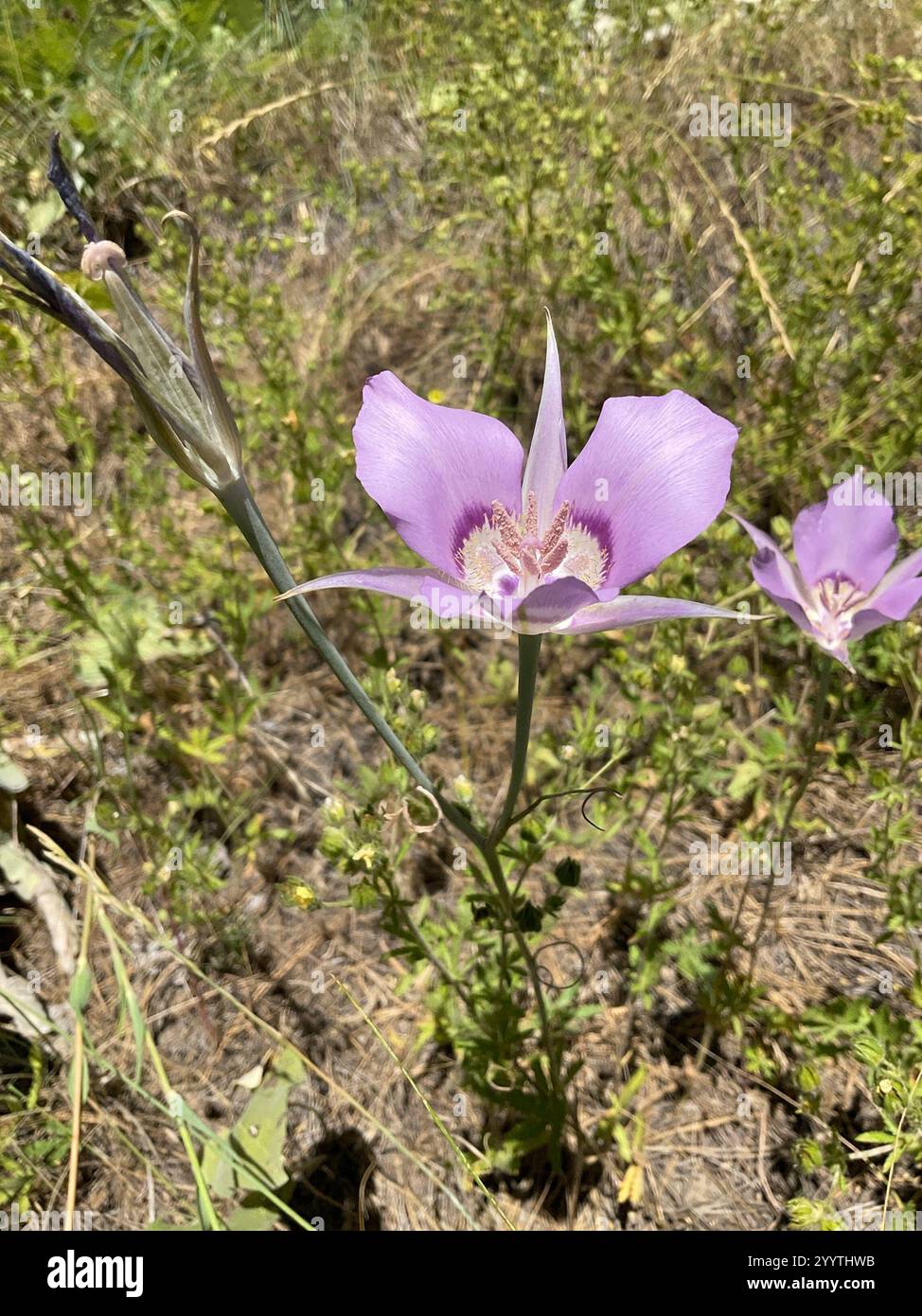Sagebrush Mariposa Lily (Calochortus macrocarpus Stock Photo - Alamy