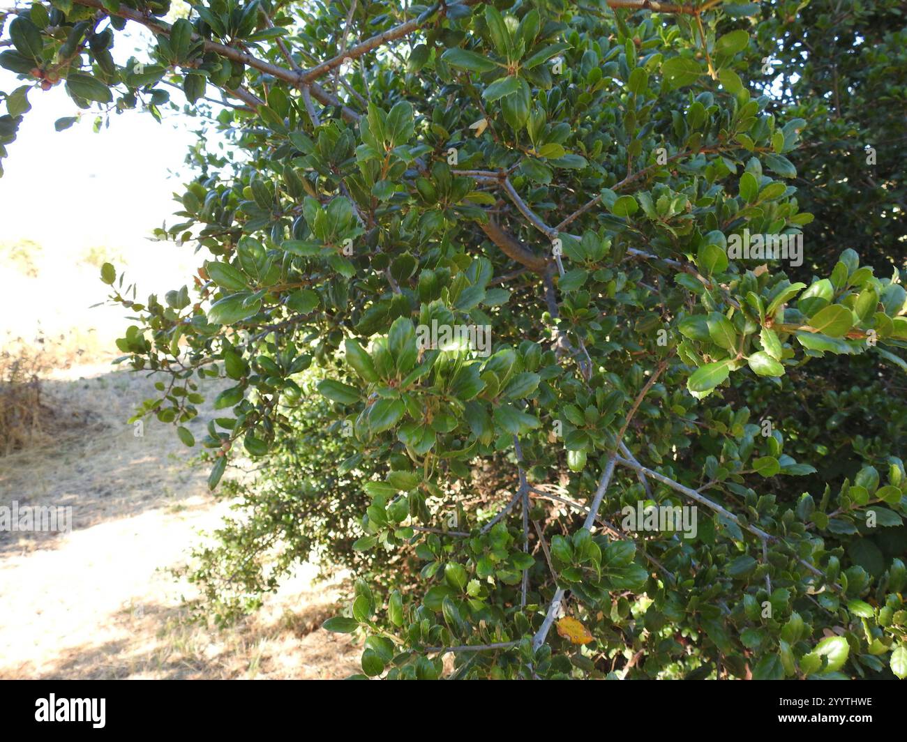 coast live oak (Quercus agrifolia Stock Photo - Alamy