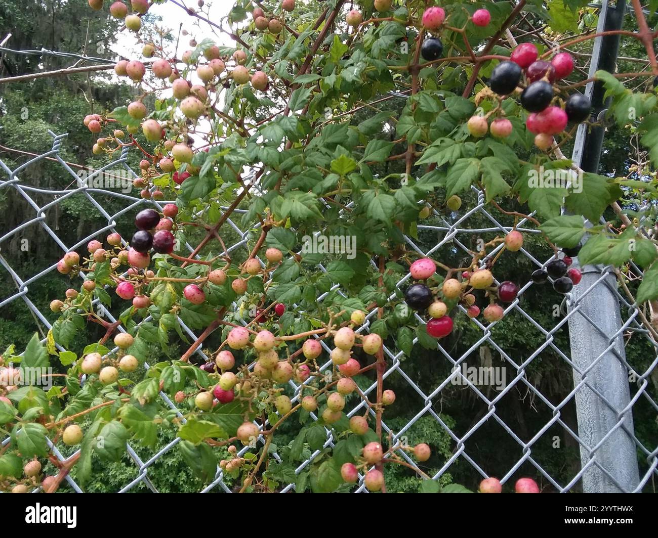 peppervine (Nekemias arborea Stock Photo - Alamy
