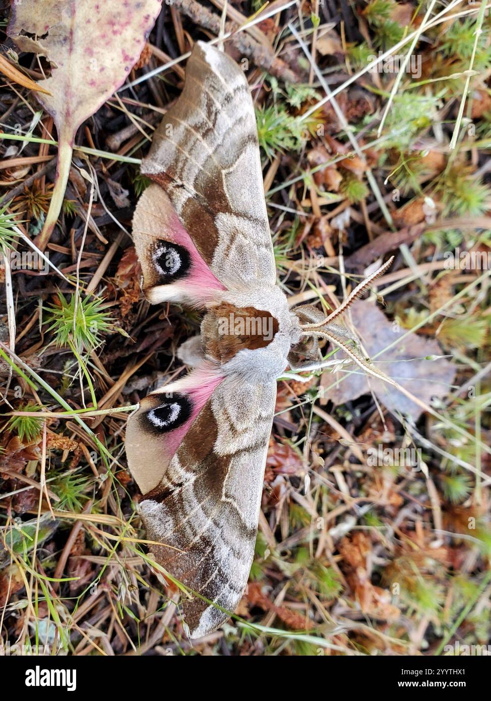 Western Eyed Sphinx (Smerinthus ophthalmica Stock Photo - Alamy