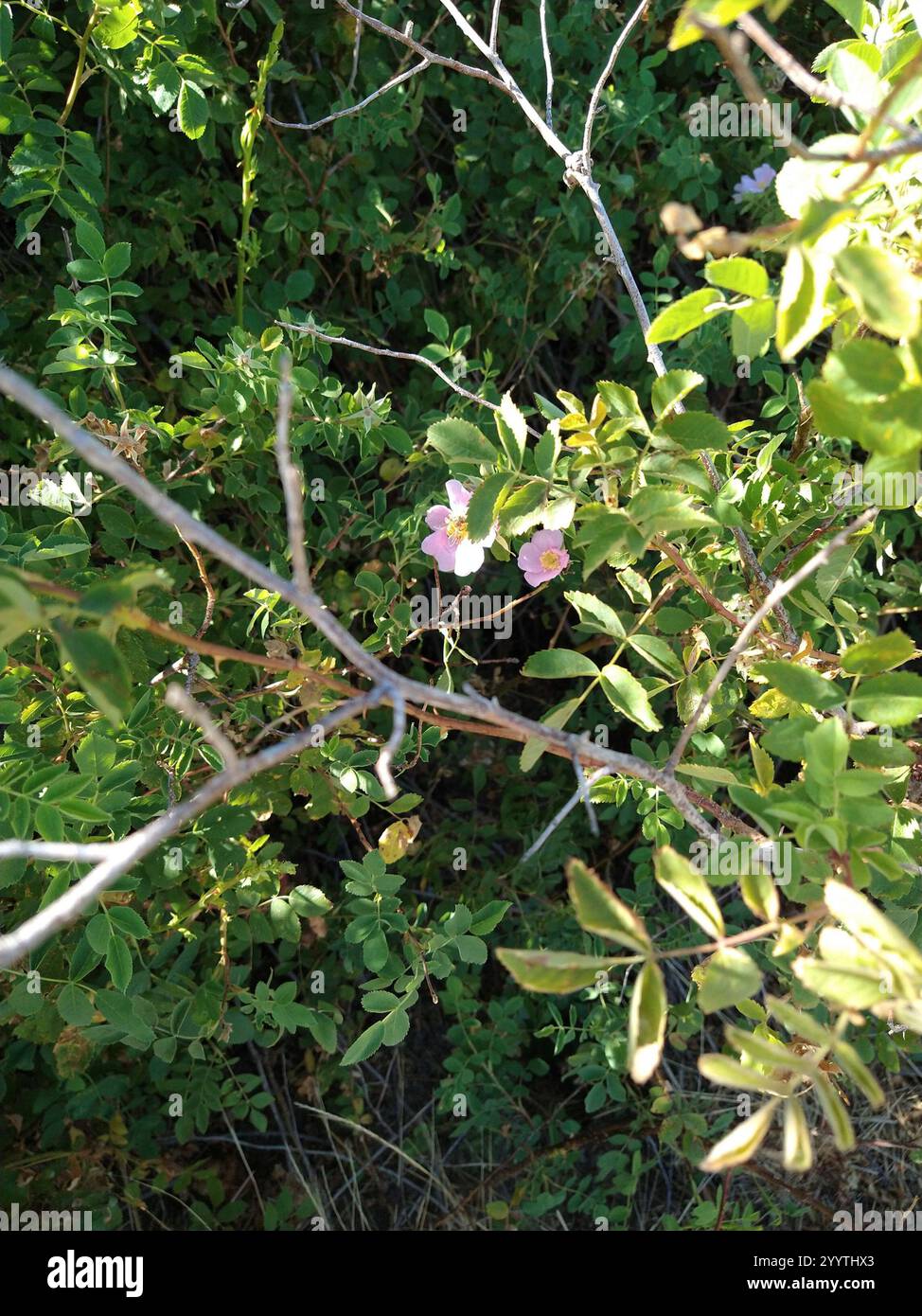 California Wild Rose (Rosa californica Stock Photo - Alamy