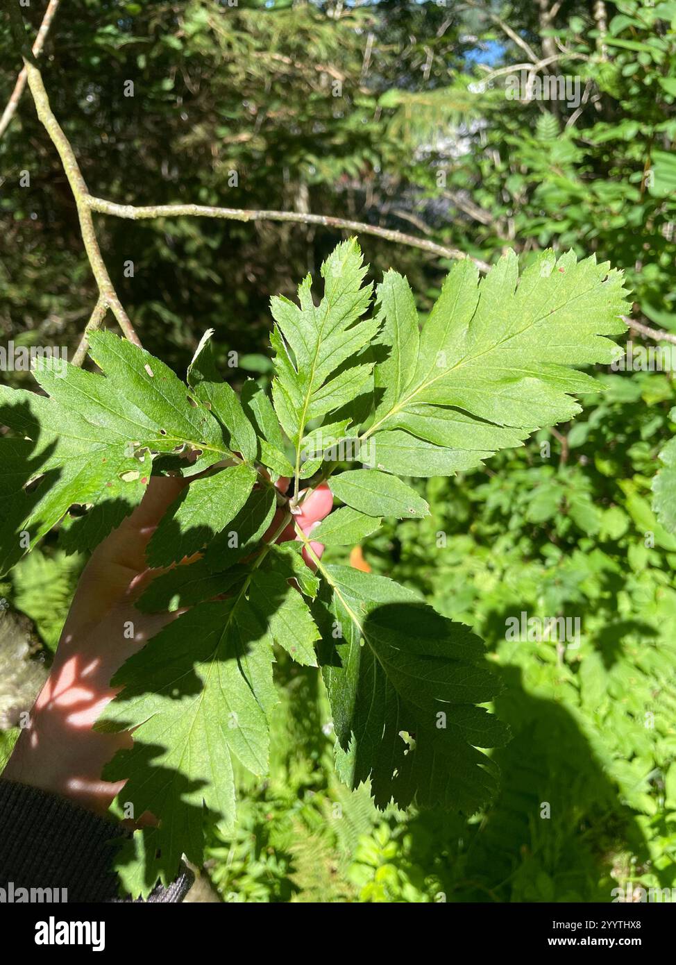 Swedish Service-tree (Hedlundia hybrida Stock Photo - Alamy
