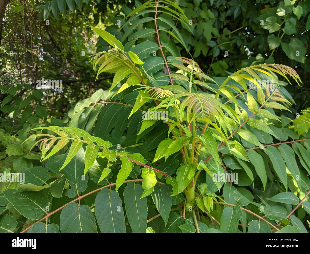 tree-of-heaven (Ailanthus altissima Stock Photo - Alamy