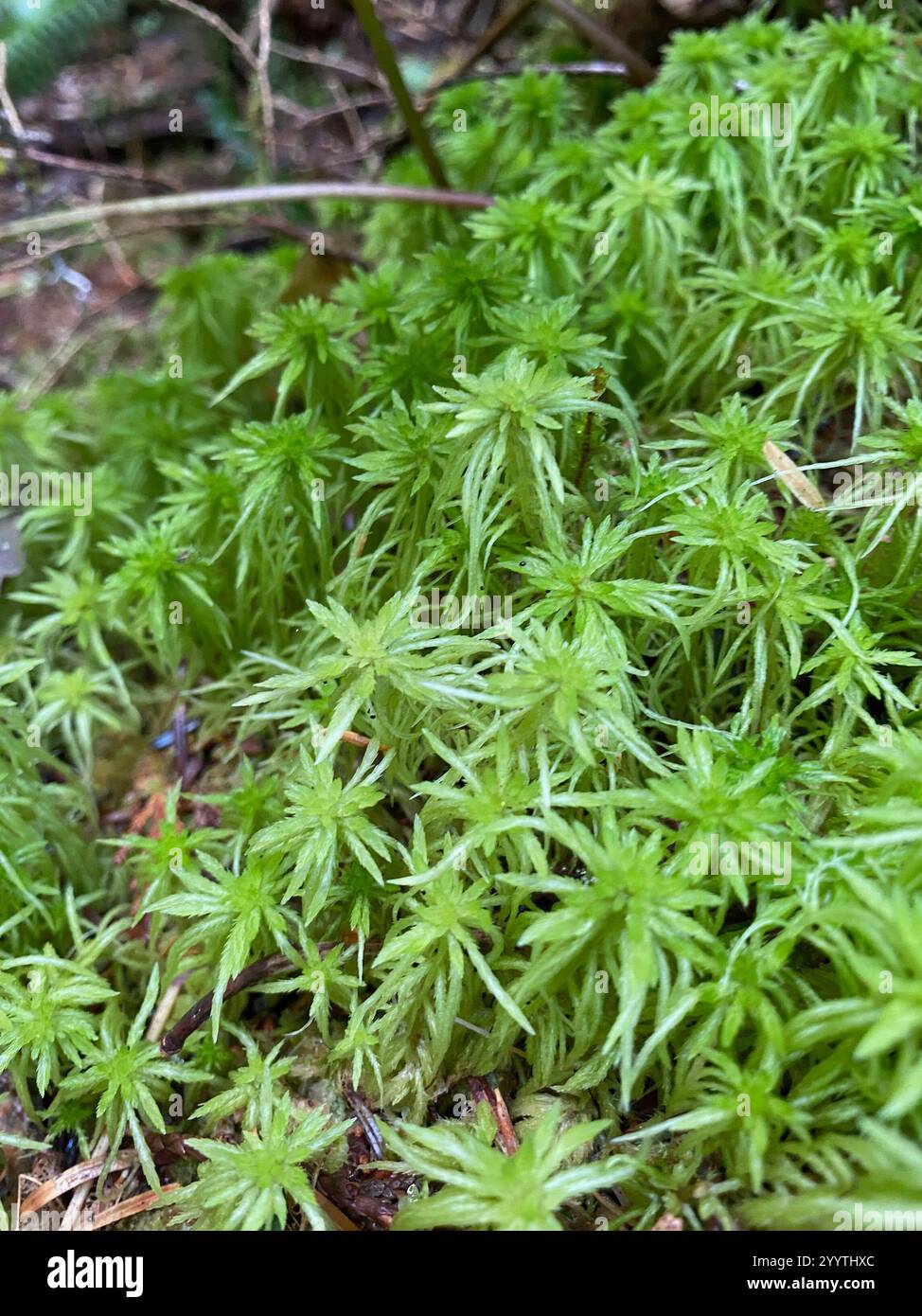 Sphagnum mosses (Sphagnum Stock Photo - Alamy