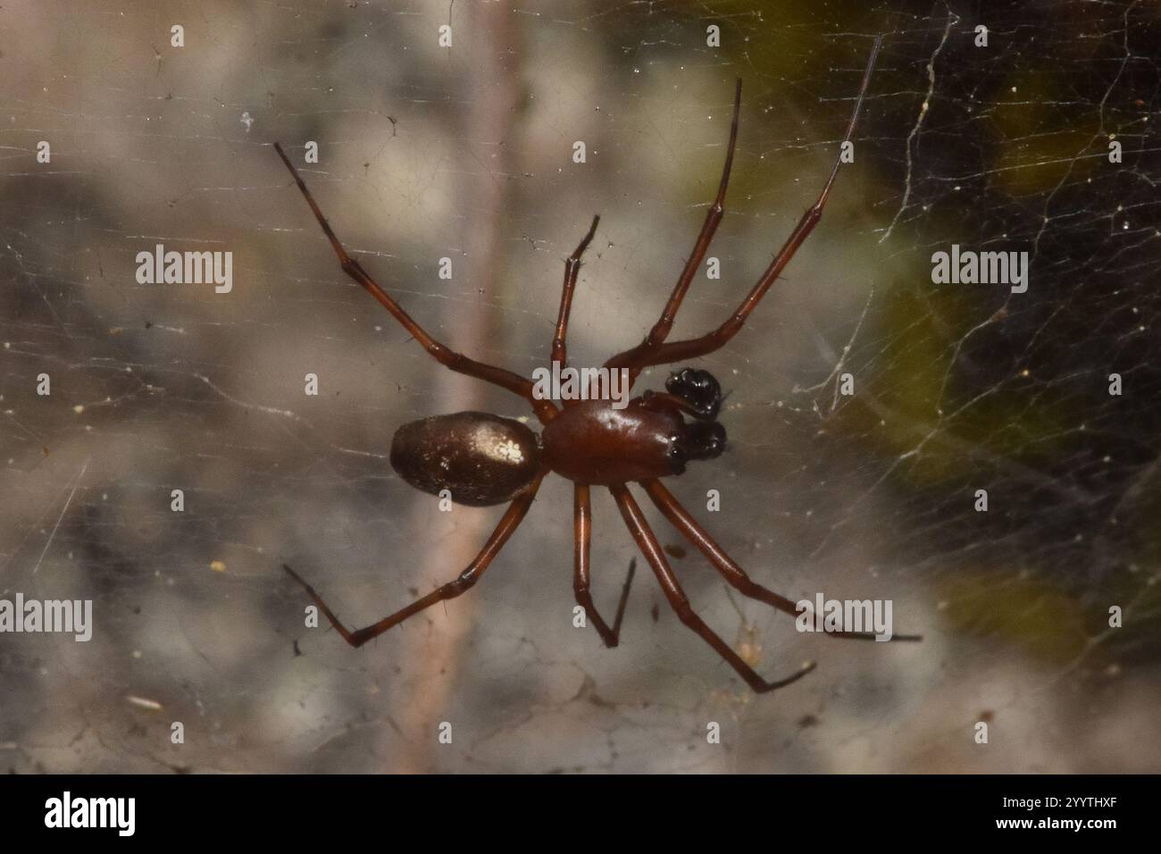 Sheetweb and Dwarf Weavers (Linyphiidae Stock Photo - Alamy