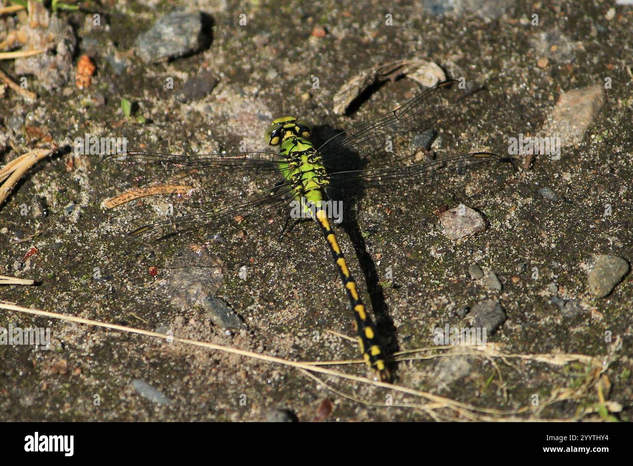 Green snaketail (Ophiogomphus cecilia Stock Photo - Alamy