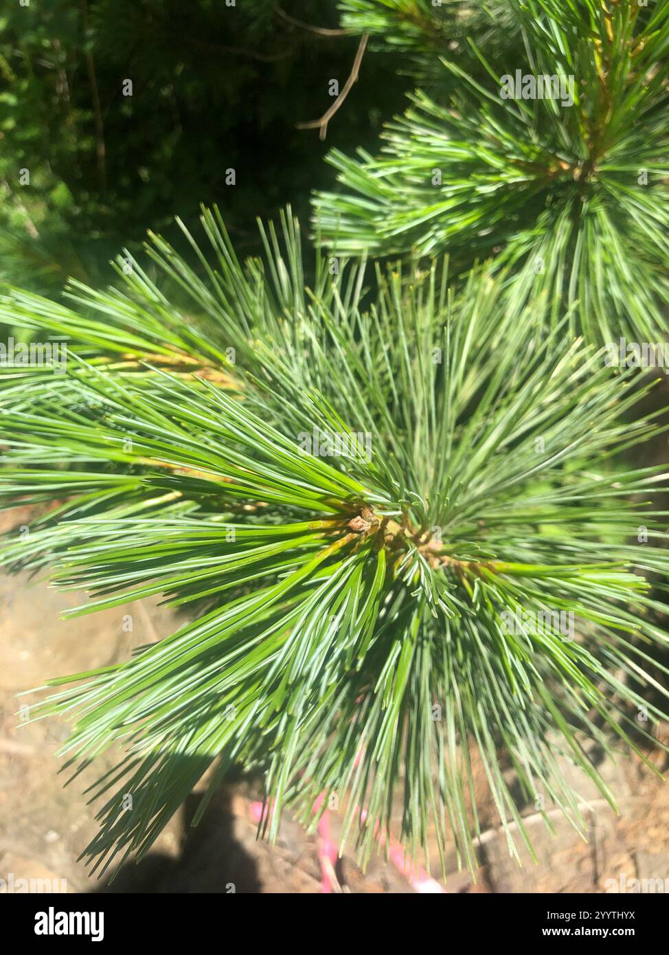 western white pine (Pinus monticola Stock Photo - Alamy