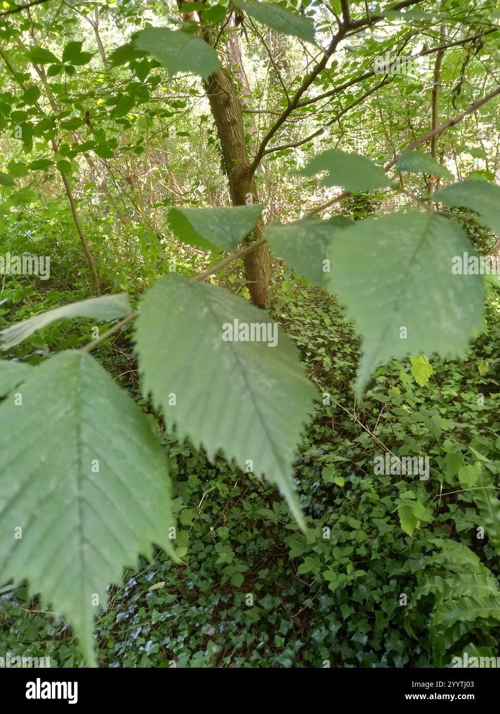 Wych Elm (Ulmus glabra Stock Photo - Alamy