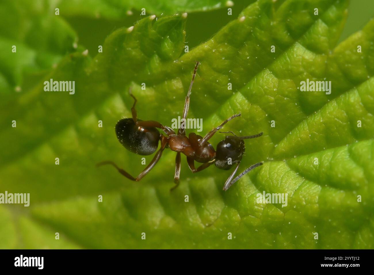 New World Red Bearded Ant (Formica neorufibarbis Stock Photo - Alamy
