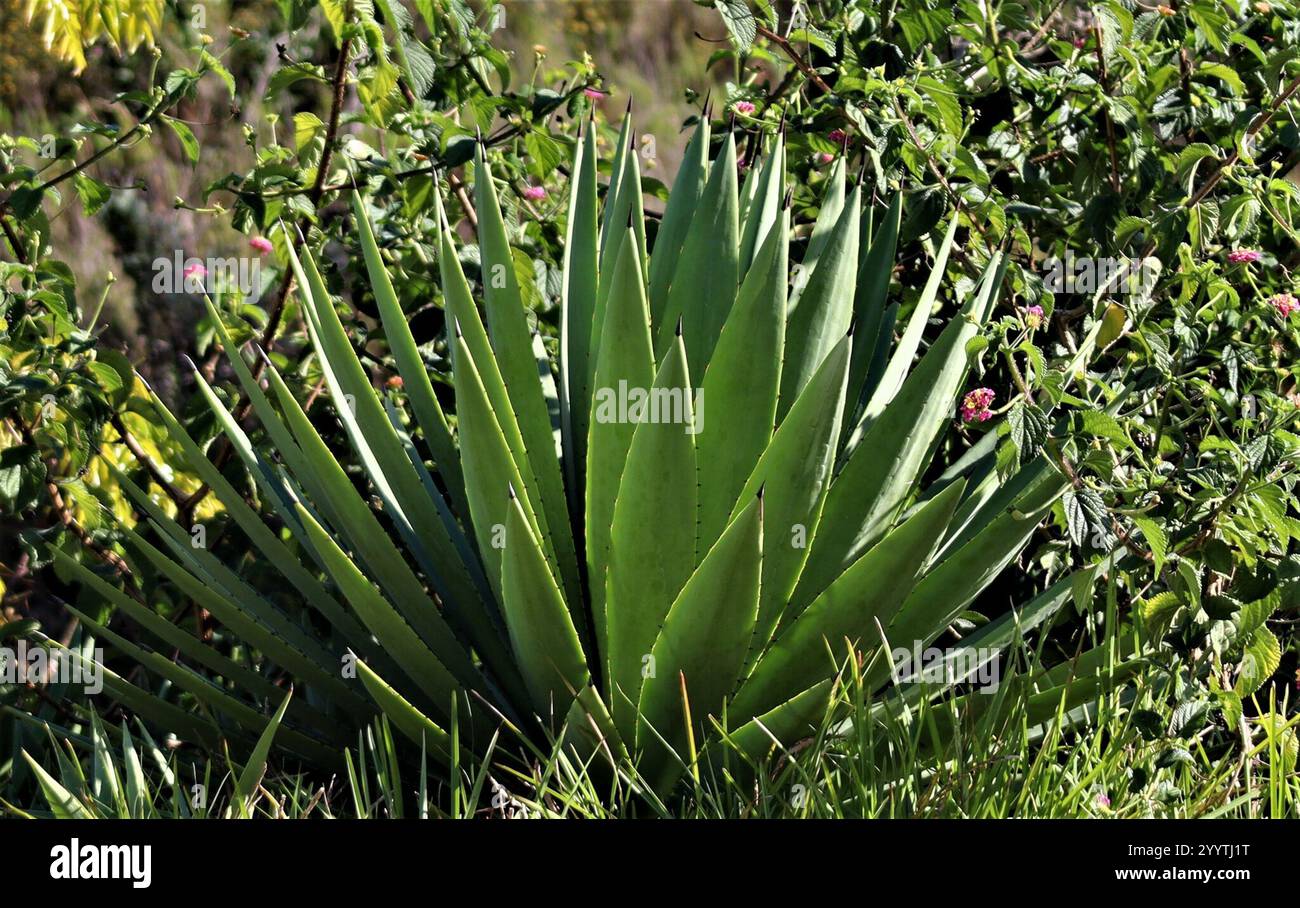 Caribbean Agave (Agave angustifolia Stock Photo - Alamy